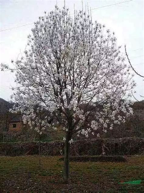 设计必看｜植物的姿态，你都了解吗？