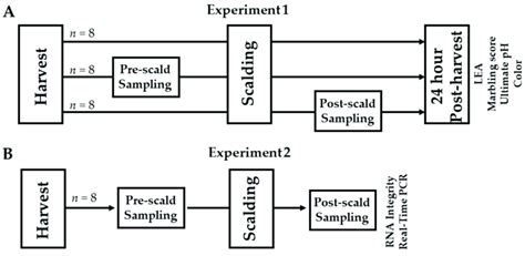 Schematic Depicting The Experiment Design For Experiment 1 A And