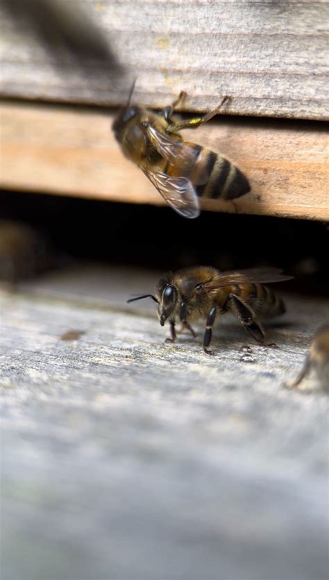 James Wheeldon On Linkedin Beekeeping4hope