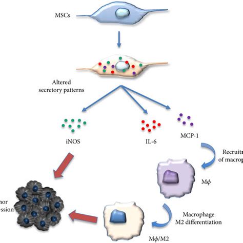 Interaction Between Macrophages And The Mscs In Promoting Tumor Growth