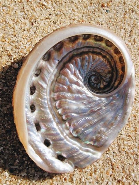 Fibonacci Sequence Artofit
