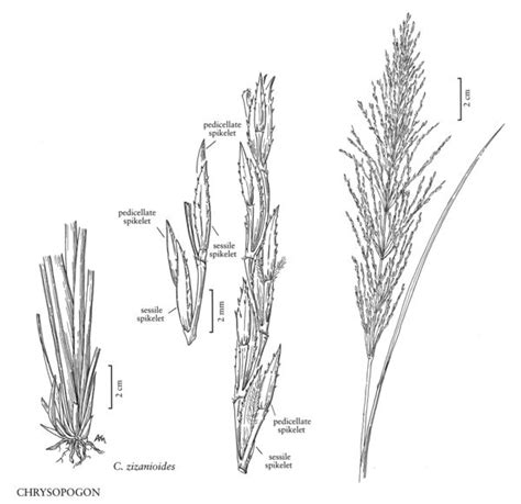 Chrysopogon Zizanioides Fna