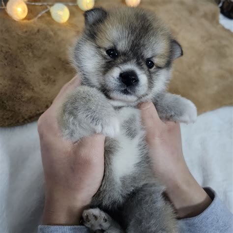 Bbs 애견분양 ※시바이누분양 대형견 특수견전문