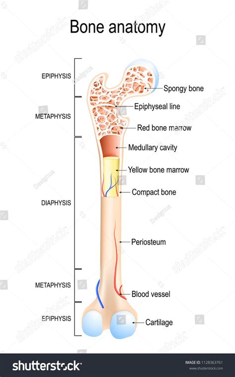 bone anatomy structure of a long bone vector illustration for medical
