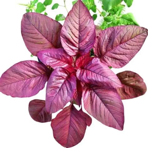Buy 1 Red Amaranthus Seed Affordable Price