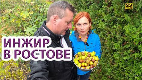 Инжир в Ростове-на-Дону. Собираем урожай. - YouTube