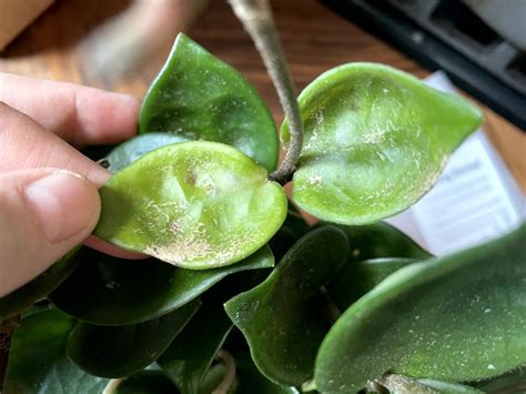 Flat Mites How To Identify And Treat Flat Mites For Hoya Growers A Natural Curiosity