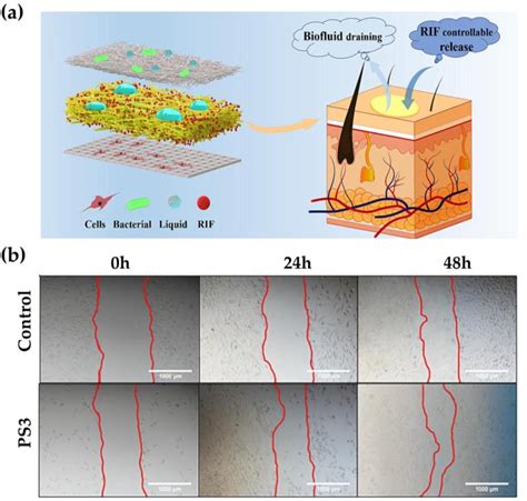 Figure 1 From Biomimetic Materials For Skin Tissue Regeneration And