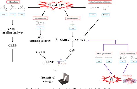 Figure 5 From Temporally Interfering Electric Fields Brain Stimulation