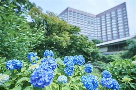 文京区「ホテル椿山荘東京」でホタル観賞ビュッフェ 庭園探検もの1枚目写真 いこーよニュース