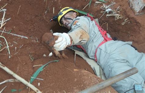 G Bombeiros resgatam seis filhotes em buraco feito por cadela após dar à luz notícias em Goiás