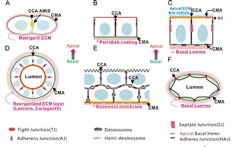 Figure 1 From The Par3par6apkc Complex And Epithelial Cell Polarity