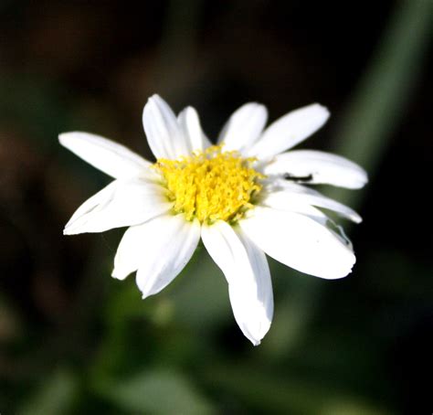 Daisy Picture Free Photograph Photos Public Domain