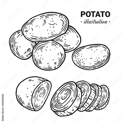 Potato Fresh Food Vector Hand Drawn Illustration Drawing Engraving