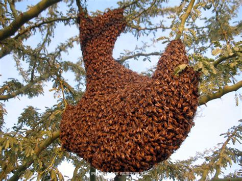 Swarm Meaning