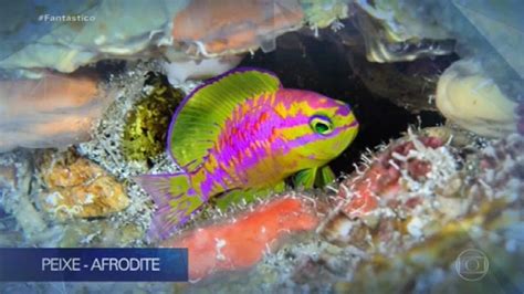 Cientistas descobrem quatro espécies novas de peixes nas águas de