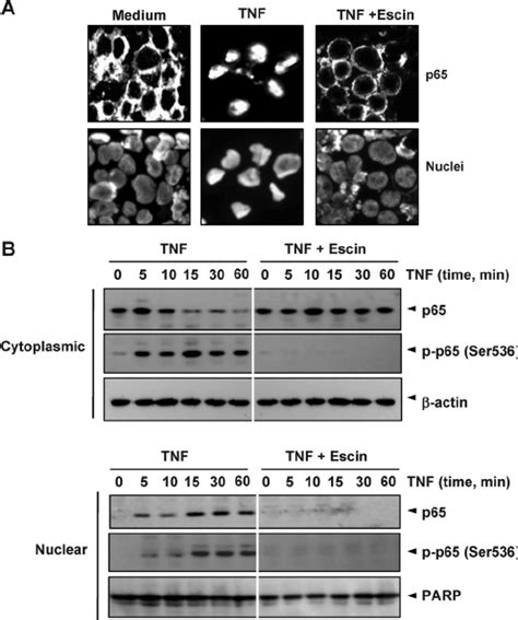 Effects Of Escin On Phosphorylation And Nuclear Translocation Of P65