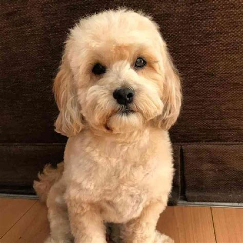 Information On Lhasa Poo Puppies For Sale In Arizona