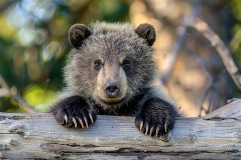 Premium Photo A Grumpy Grizzly Cub With A Scowling Expression And Big Fluffy Paws