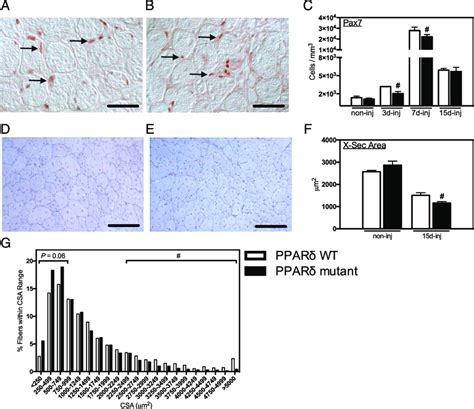 Myeloid Ppard Mutation Delayed Expansion Of Satellite Cell Populations