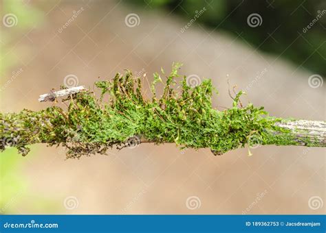 Hypnum Curvifolium Moss On A Stick Stock Image Image Of Closeup