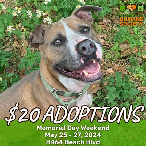 Jacksonville Humane Society On Linkedin In Honor Of Memorial Day Jhs