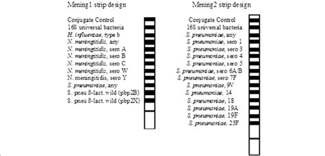 Schematic Representation Of The Bacterial Meningitis Pathogens Line