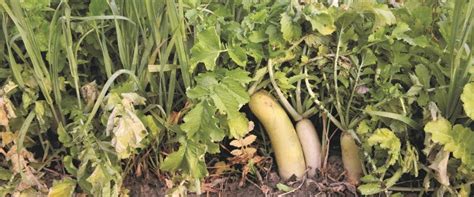 Cover Crop Survey For Farmers Beginning Farmers