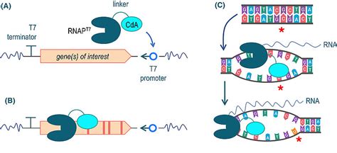 Mix Up Hypermutation Of Specific Genomic Loci Of Pseudomonas Putida