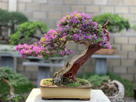 Bonsai Mini Ornaments At Sherri Lewis Blog
