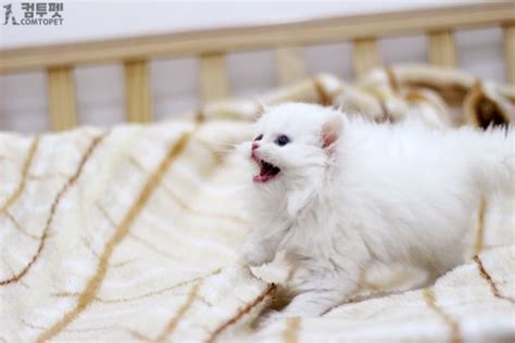 페르시안 클래식 Persian Classic 브리티쉬숏헤어고양이분양 셀커크렉스고양이분양스코티쉬폴드고양이분양 페르시안고양이분양