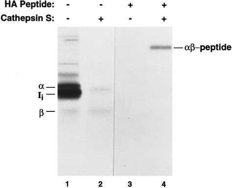 Essential Role For Cathepsin S In Mhc Class Iiassociated Invariant
