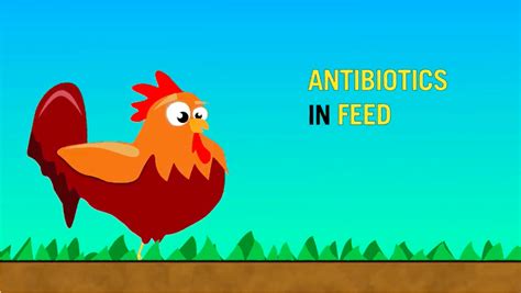 Study Prevalence Of Multidrug Resistant Pathogens On Poultry Farms In Punjab India One