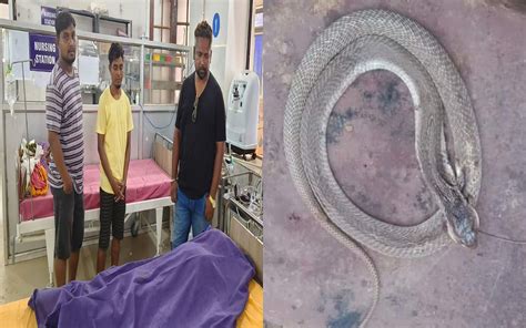 News8plus On Linkedin Snake Bite 12 Year Old Girl Died Due To Snake