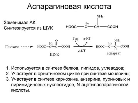 Аспарагиновой кислоты (DAA): как принимать в бодибилдинге, в каких ...