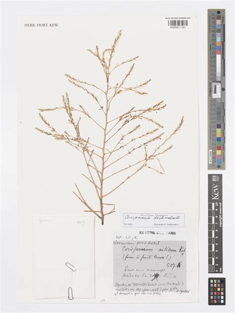 Corispermum Declinatum Stephan Ex Iljin Plants Of The World Online