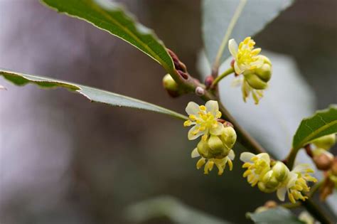 600+ Laurus Pictures