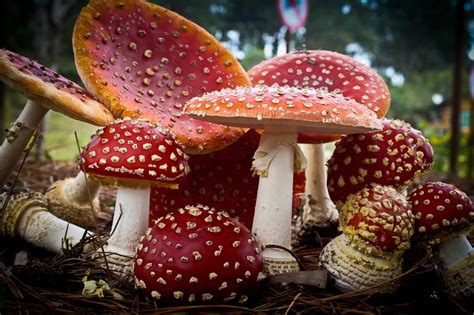 Los Hongos Venenosos Sabes De Cuales Cuidarte
