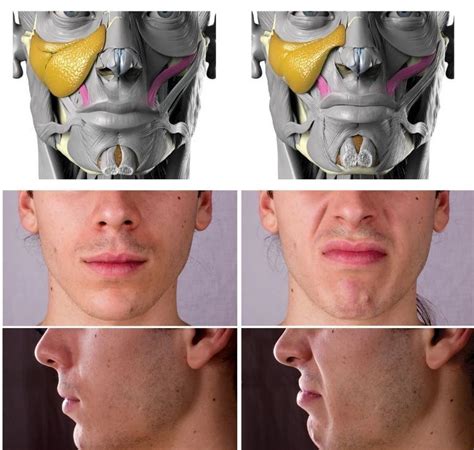 Zygomaticus Minor Muscle Detail Origin Insertion And Frontalis Muscle