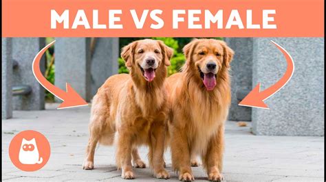 Differences Between A Male And Female Golden Retriever 🐶 Which To Adopt