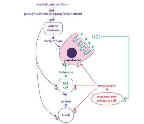 Lecture 2 Nutrient Digestion And Absorption Flashcards Quizlet