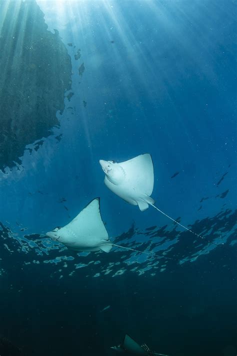 Aetobatus Laticeps Oceanographic Oceanographic