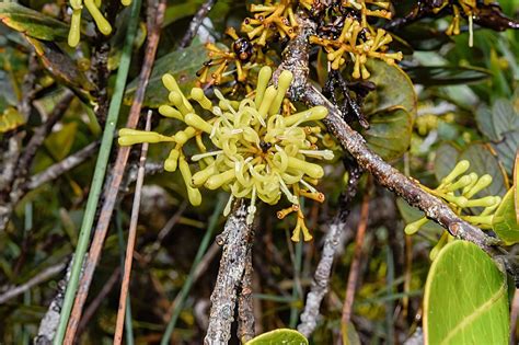 UPLB Researchers Discover New Critically Endangered Tree Species In