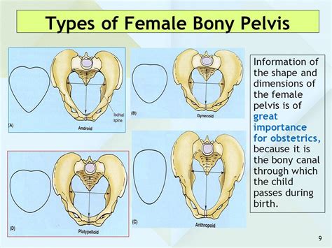 Android Shaped Pelvis Android 2D