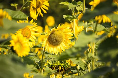 Girassol Plantar Campo De Foto Gratuita No Pixabay Pixabay