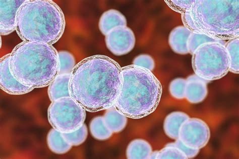 Moraxella Catarrhalis Bacteria Stock Illustration Illustration Of Bacteriology Color 119271468