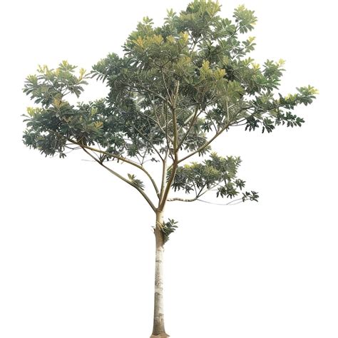 Premium PSD Cutout Tree Png Transparent Background