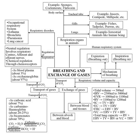 NCERT Solutions For Class Biology Chapter Breathing And Exchange Of Gases