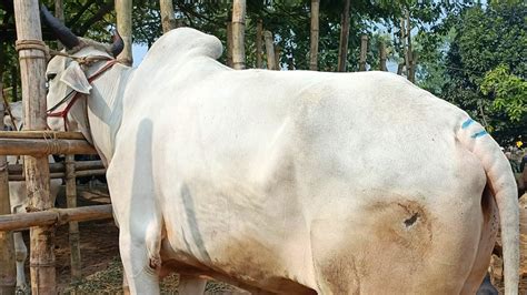 বলদ গরুর দাম জানুন কুমিল্লার চান্দিনা হাট থেকে মাঝারি সাইজের বলদ