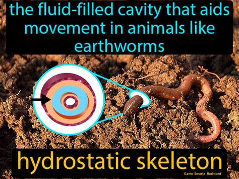 Hydrostatic Skeleton Easy Science Earthworms Skeleton System Easy